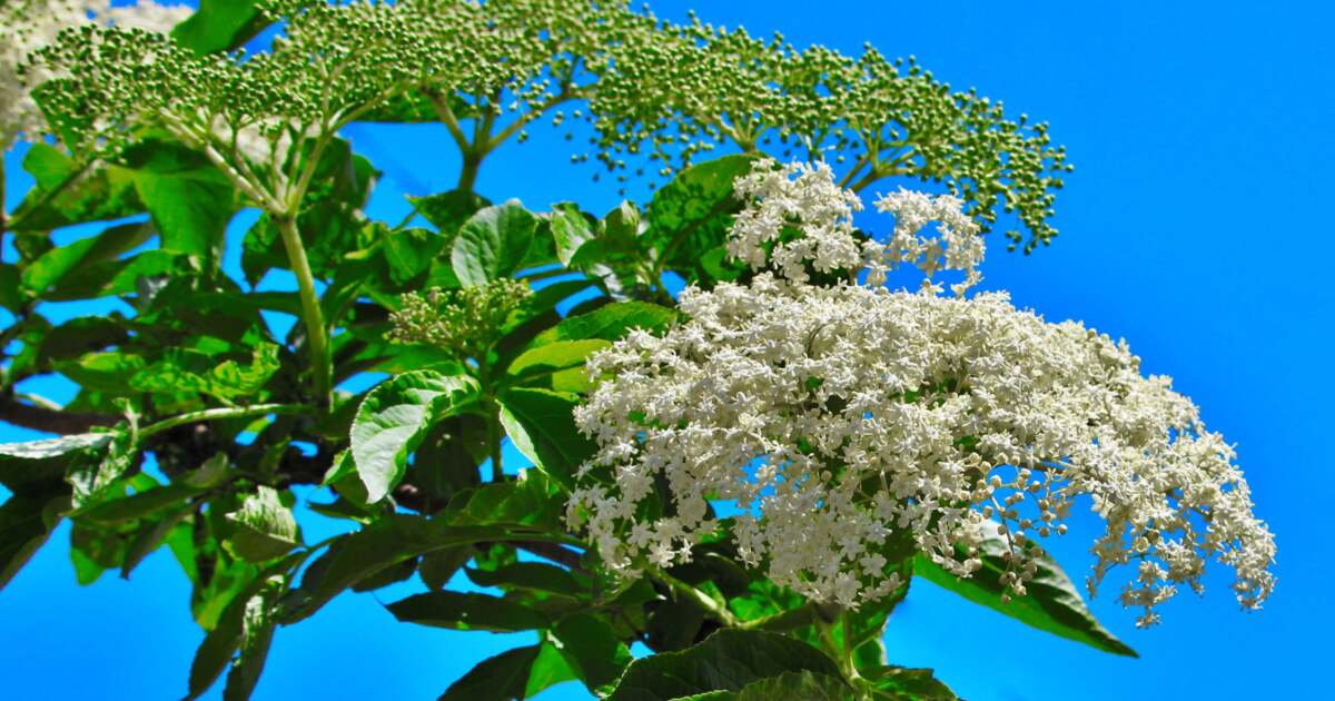 Bezuhant idén a bodza felvásárlási ára | AGROKÉP