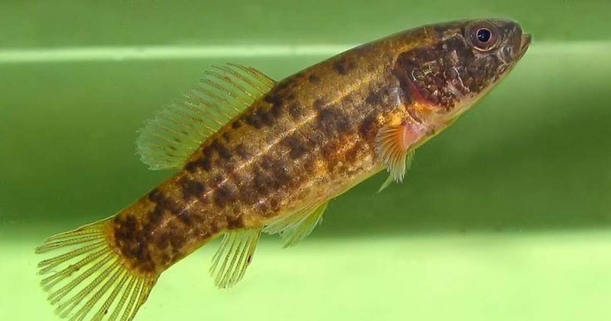 A lápi póc lett az év hala | AGROKÉP